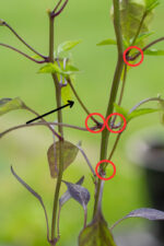 Why You Need to Top Your Pepper Plants & How to Do It