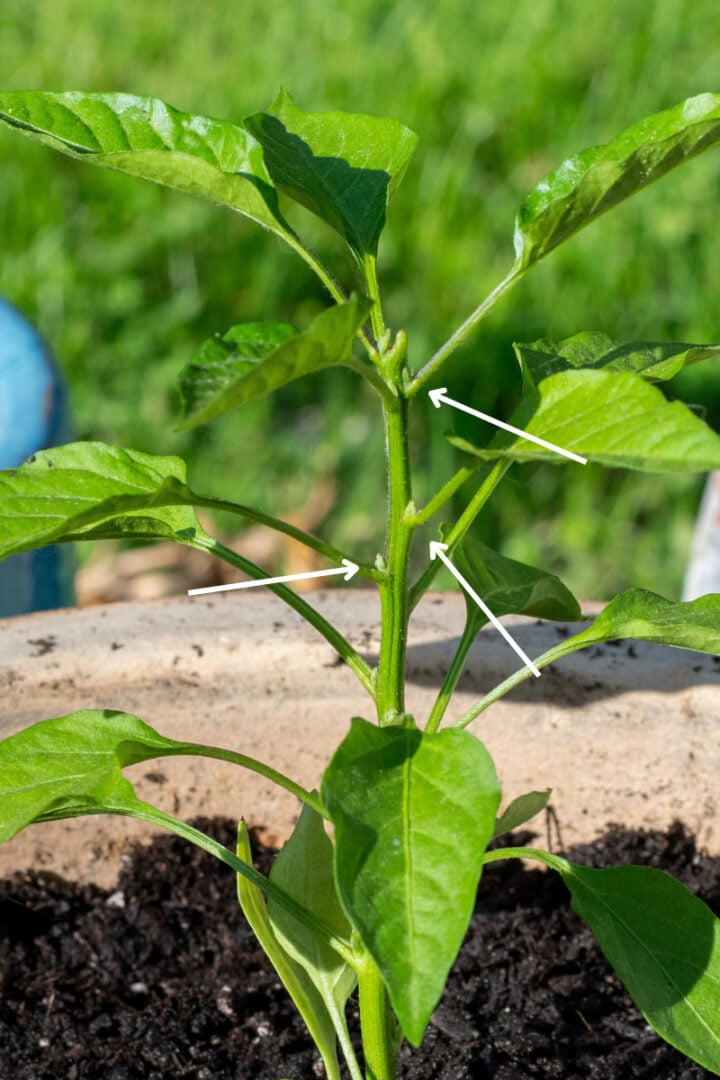 Why You Need to Top Your Pepper Plants & How to Do It