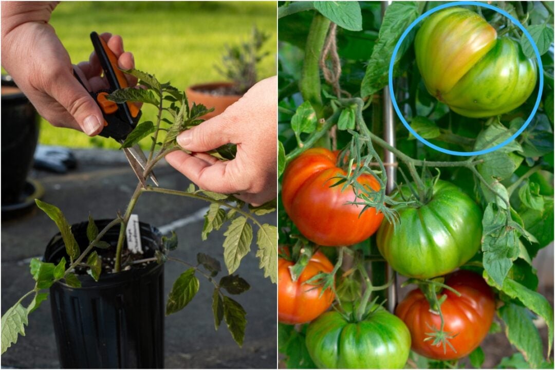 The Problem with Topping Tomatoes
