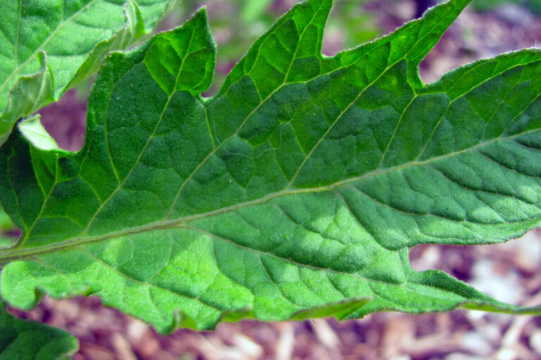 Skip the Hype - What You Need to Know About Foliar Feeding