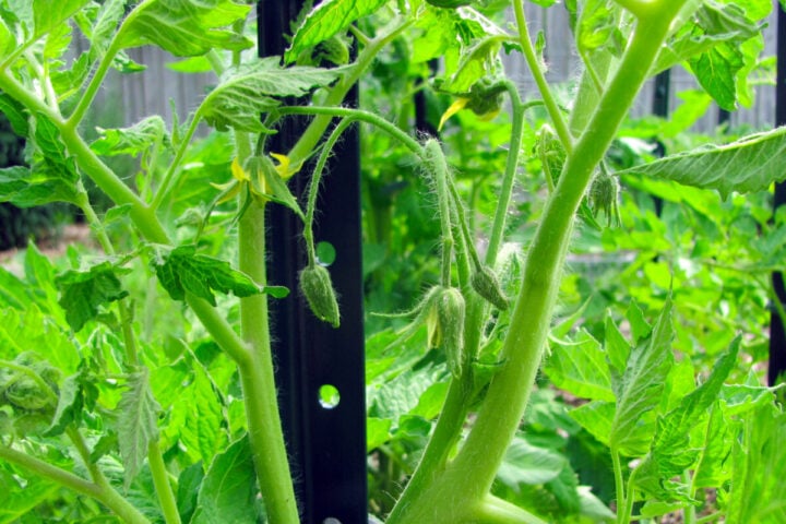 Skip the Hype - What You Need to Know About Foliar Feeding