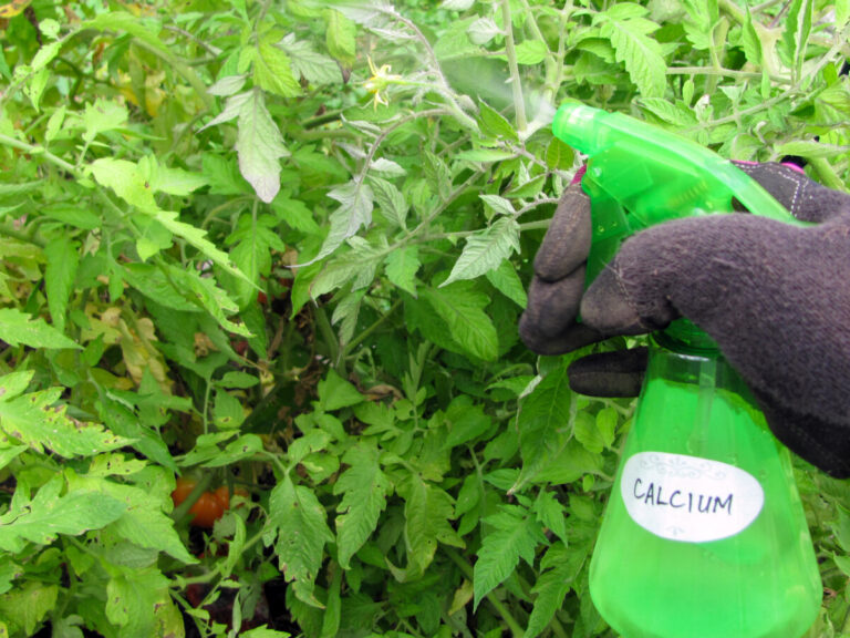 Skip the Hype - What You Need to Know About Foliar Feeding