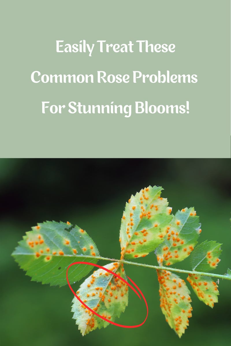 10 Problems That Can Seriously Harm Your Roses & How To Fix Them