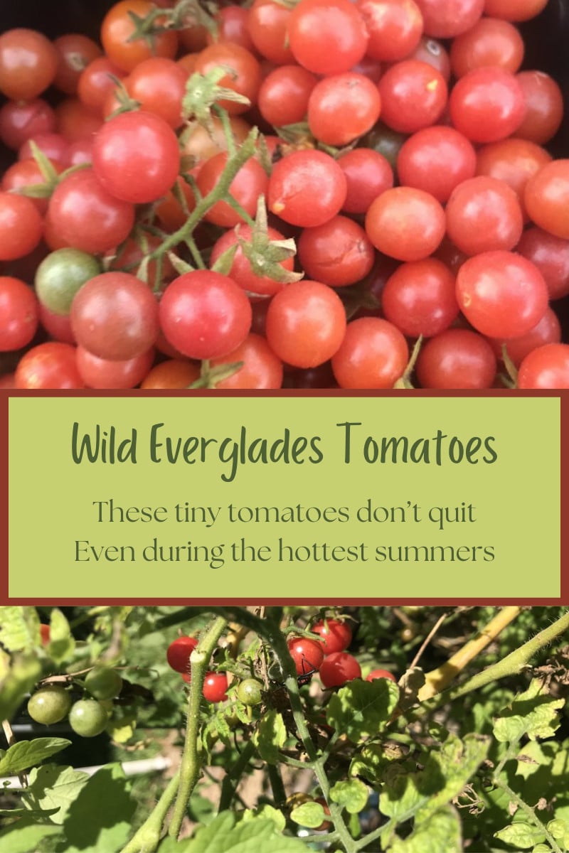 Wild Everglades Tomatoes - The Tiny Tomato that Keeps Producing During ...