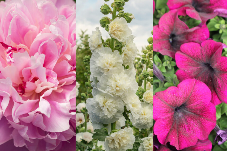 6 Flowers Bees Can’t Use & the Problem With Cultivars