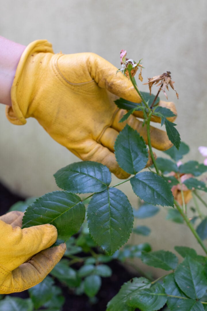 Triple Your Rose Blooms This Summer with This Simple Trick