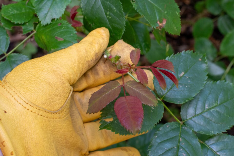 Triple Your Rose Blooms This Summer with This Simple Trick