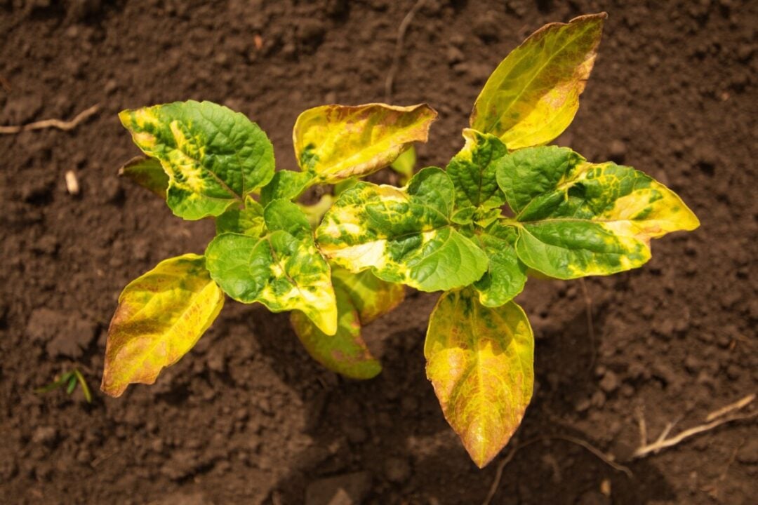 Skip the Hype - What You Need to Know About Foliar Feeding