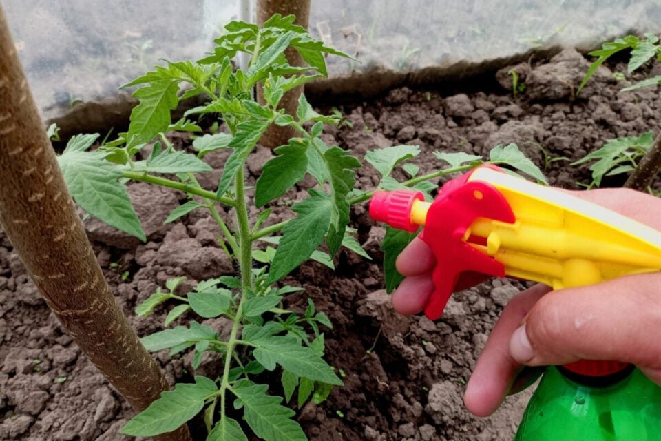 Skip the Hype - What You Need to Know About Foliar Feeding