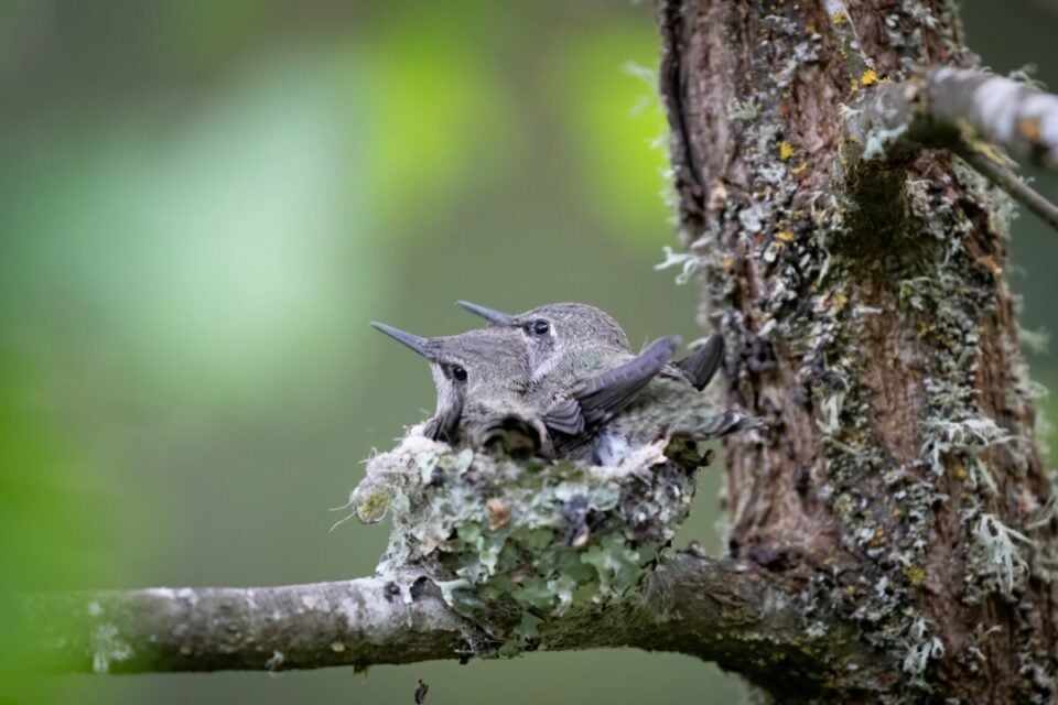 9 Things That Stop Hummingbirds from Using Your Feeder