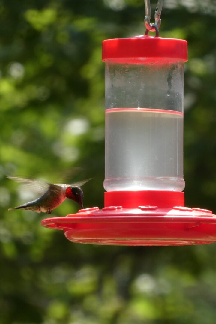 9 Things That Stop Hummingbirds from Using Your Feeder