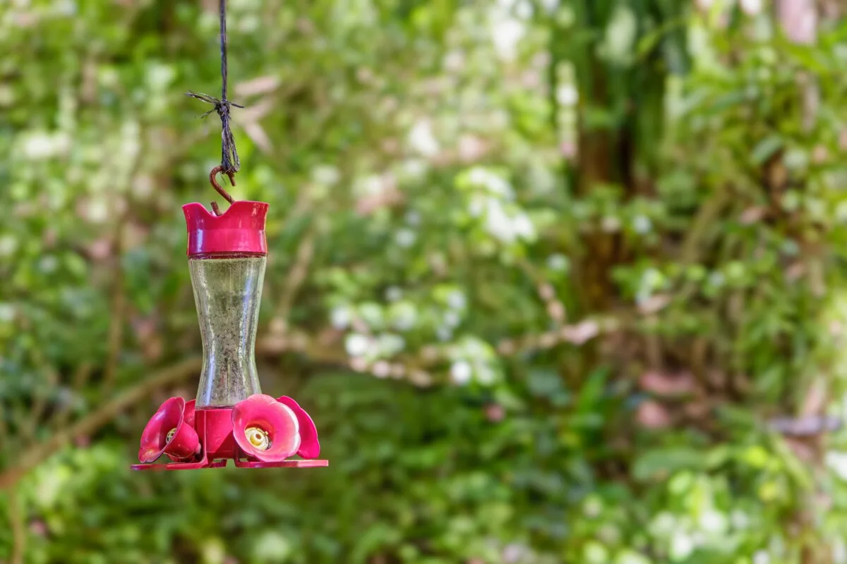 9 Things That Stop Hummingbirds from Using Your Feeder