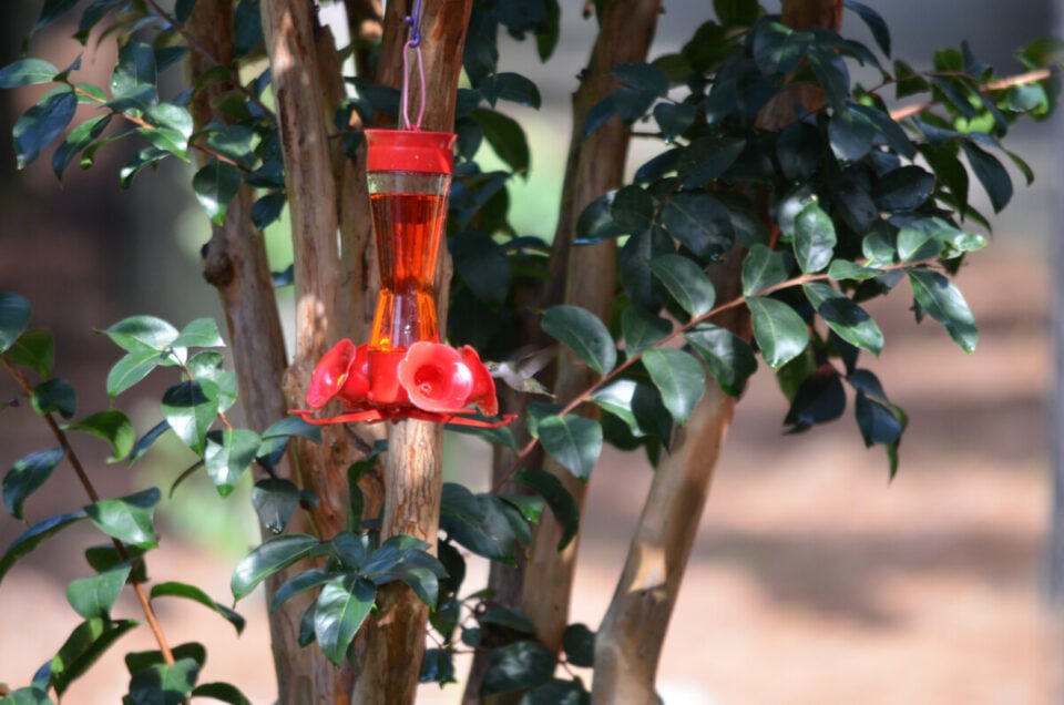 9 Things That Stop Hummingbirds from Using Your Feeder