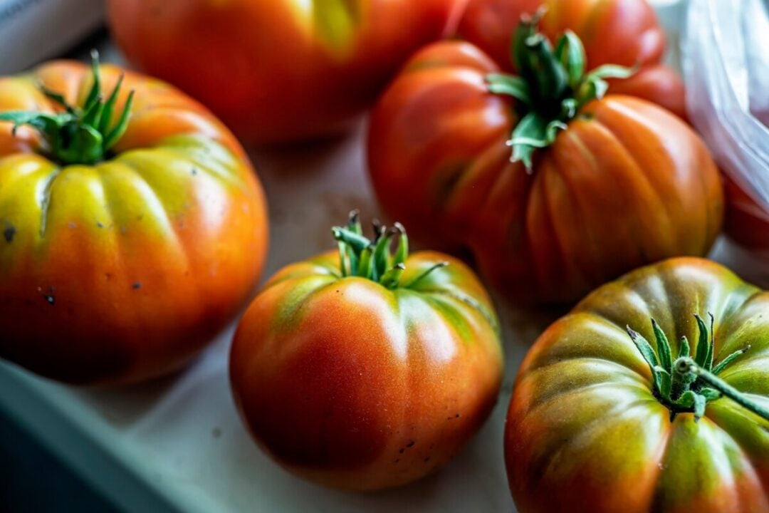 The Perfect Time to Pick Tomatoes Isn't When You'd Expect