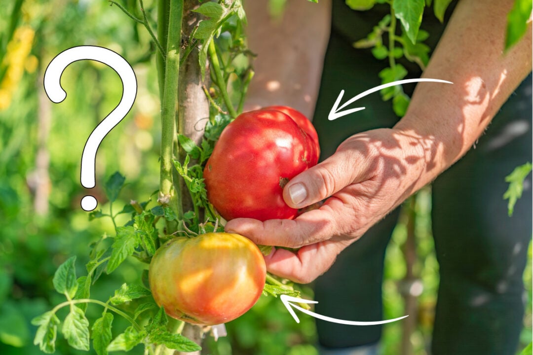 The Perfect Time to Pick Tomatoes Isn't When You'd Expect