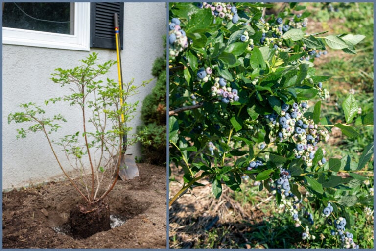 The Complete Guide to Planting Blueberry Bushes + Instantly Acidify ...