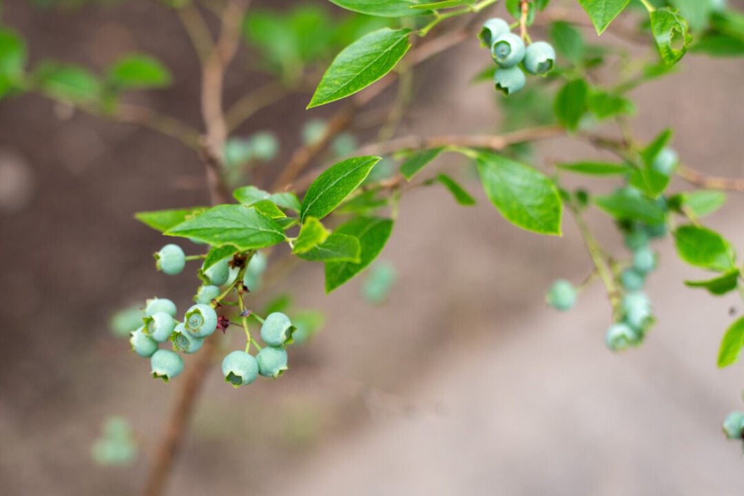 The Complete Guide to Planting Blueberry Bushes + Instantly Acidify ...