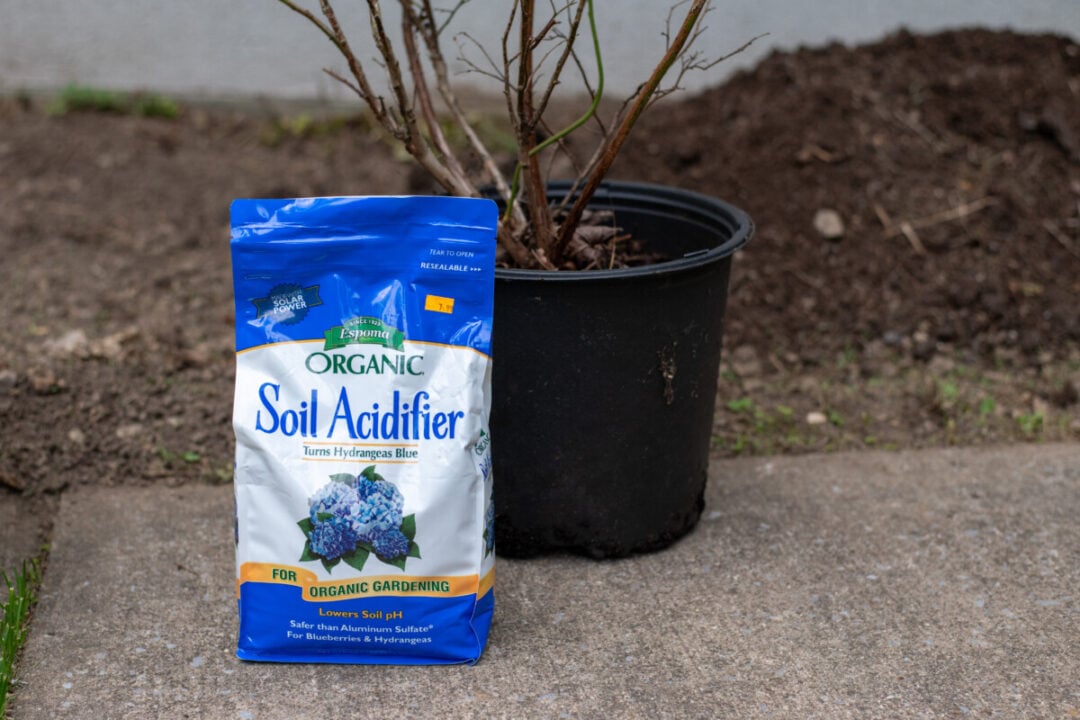 The Complete Guide to Planting Blueberry Bushes + Instantly Acidify ...