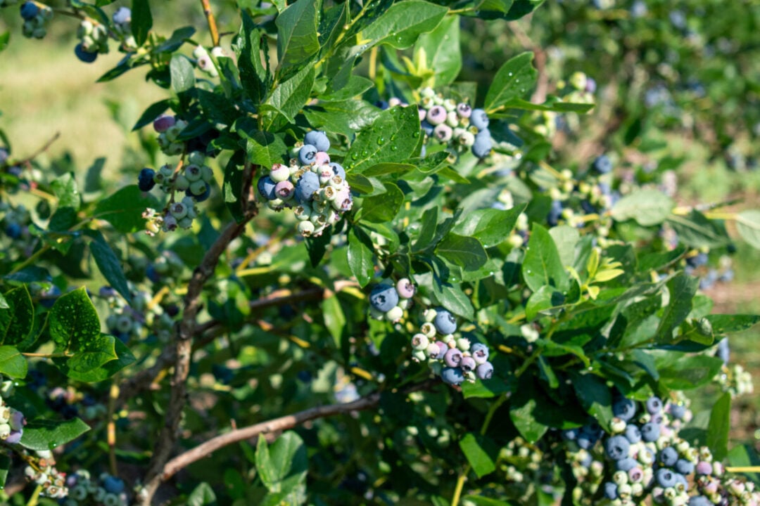 The Complete Guide to Planting Blueberry Bushes + Instantly Acidify ...