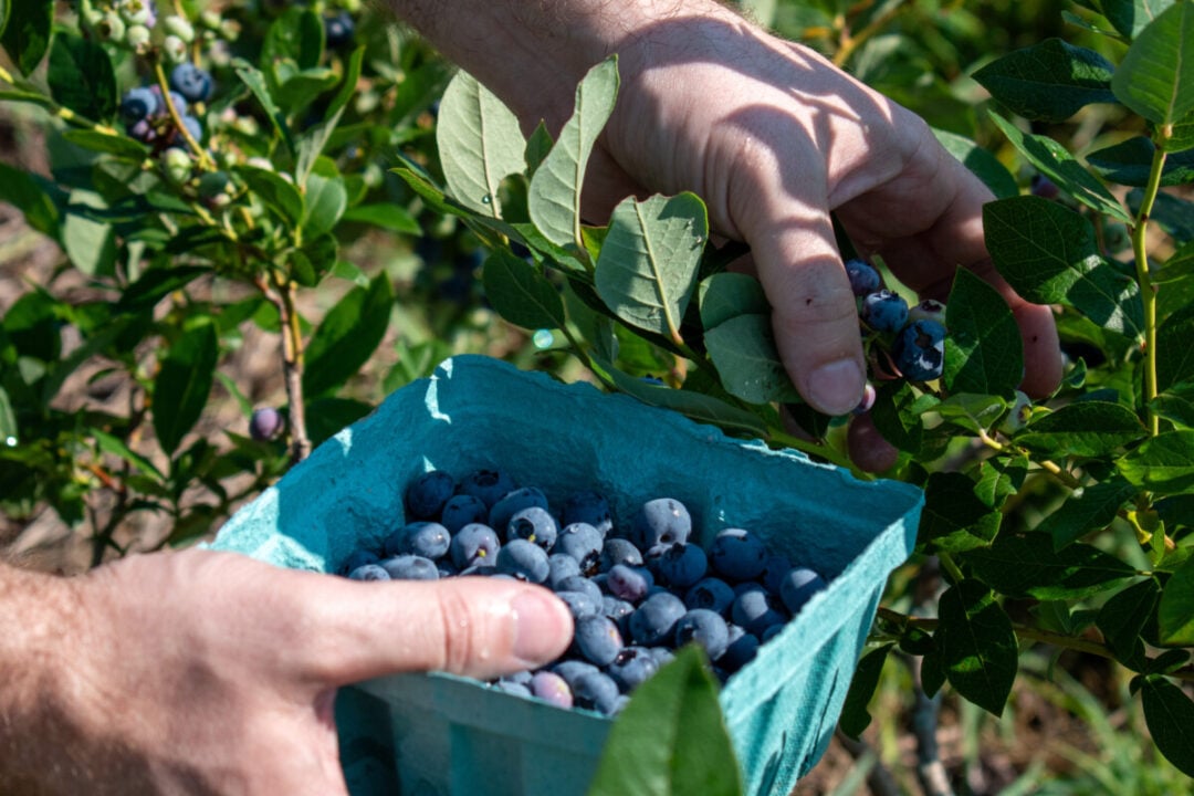 The Complete Guide to Planting Blueberry Bushes + Instantly Acidify ...