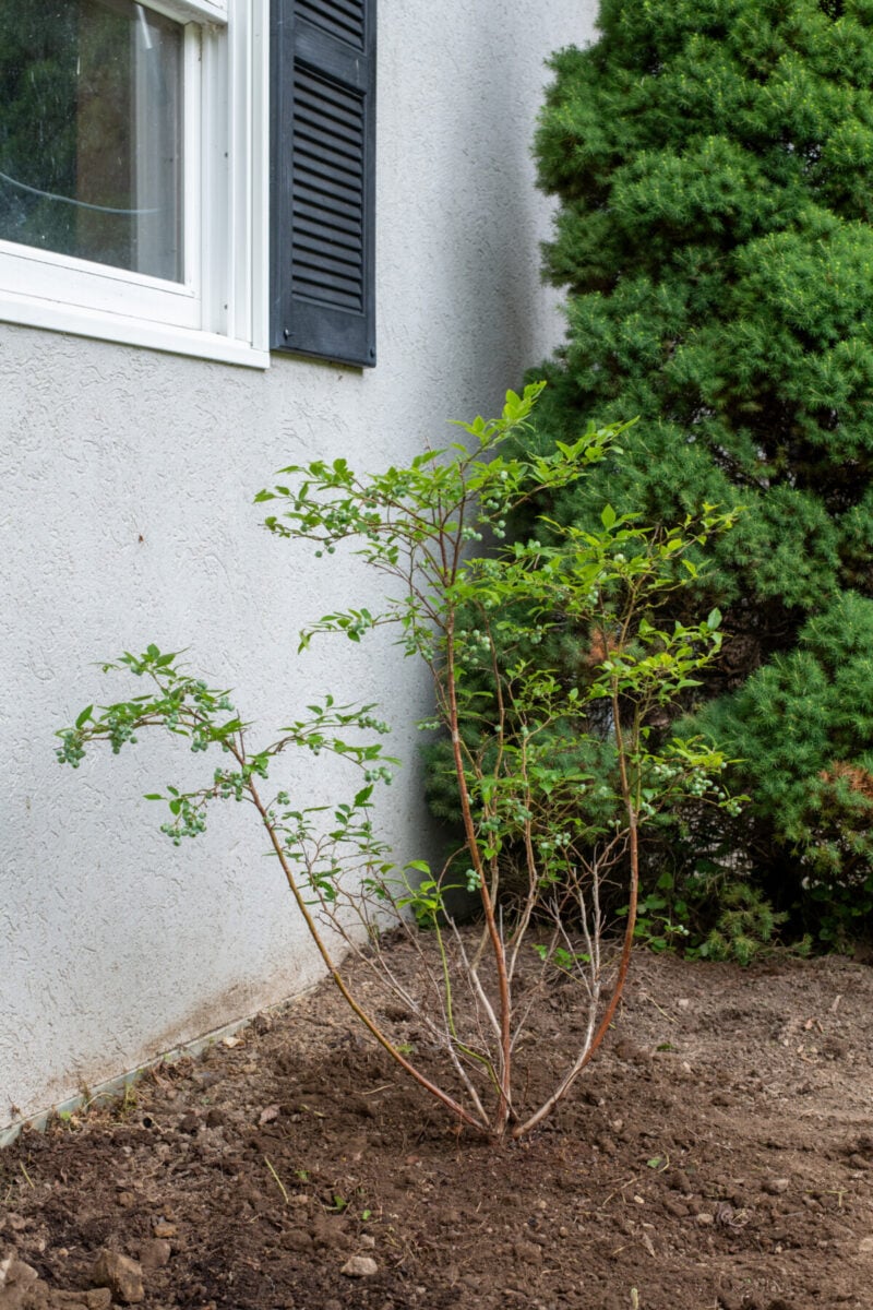 The Complete Guide to Planting Blueberry Bushes + Instantly Acidify ...