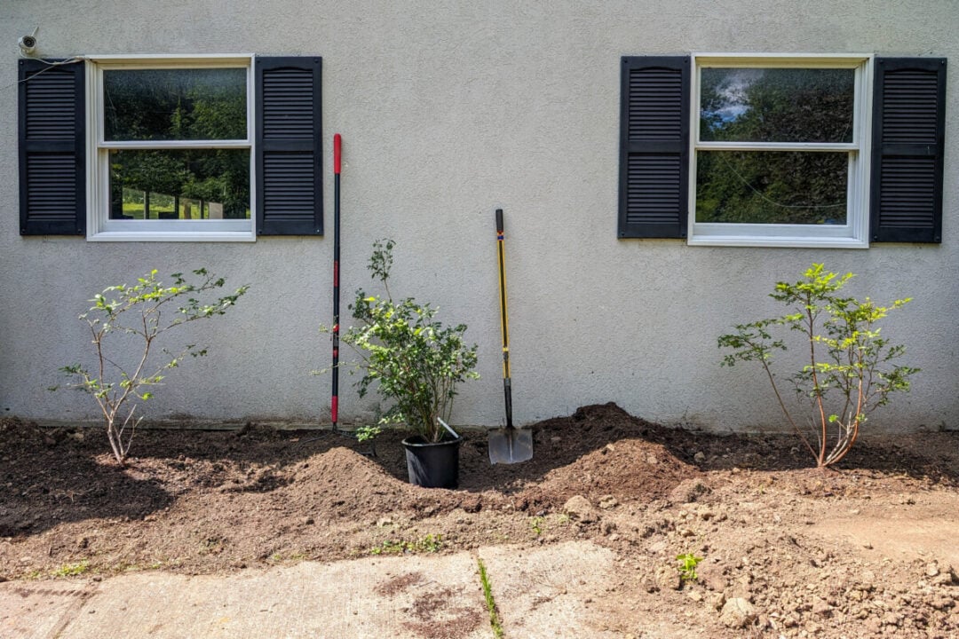 The Complete Guide to Planting Blueberry Bushes + Instantly Acidify ...