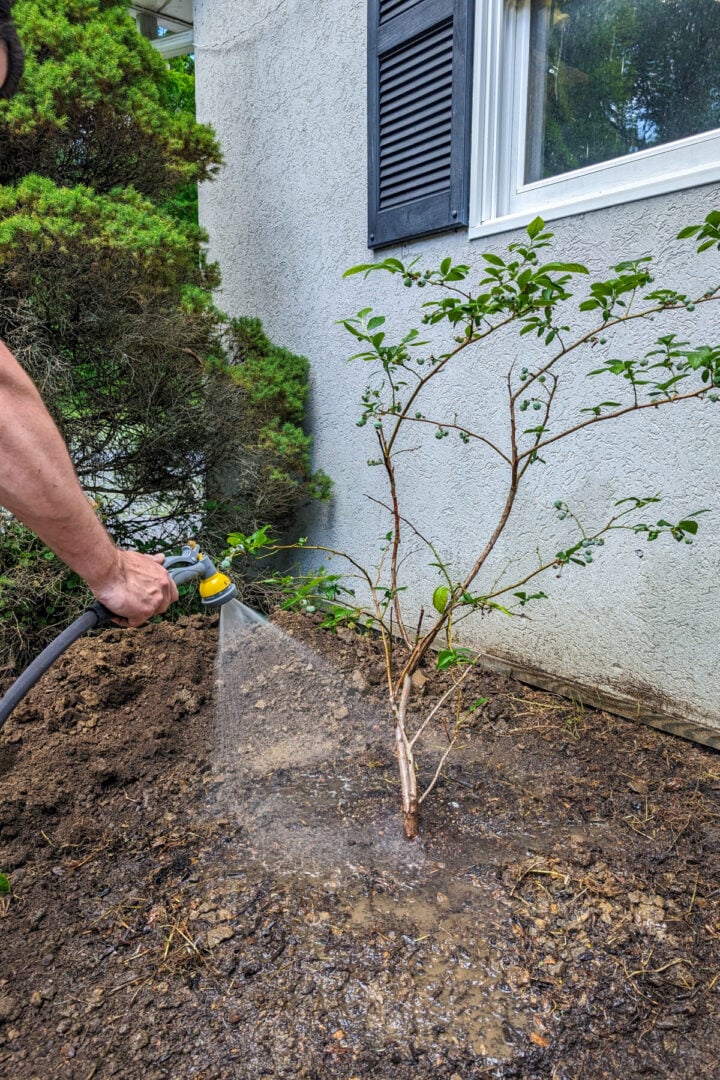 The Complete Guide to Planting Blueberry Bushes + Instantly Acidify ...