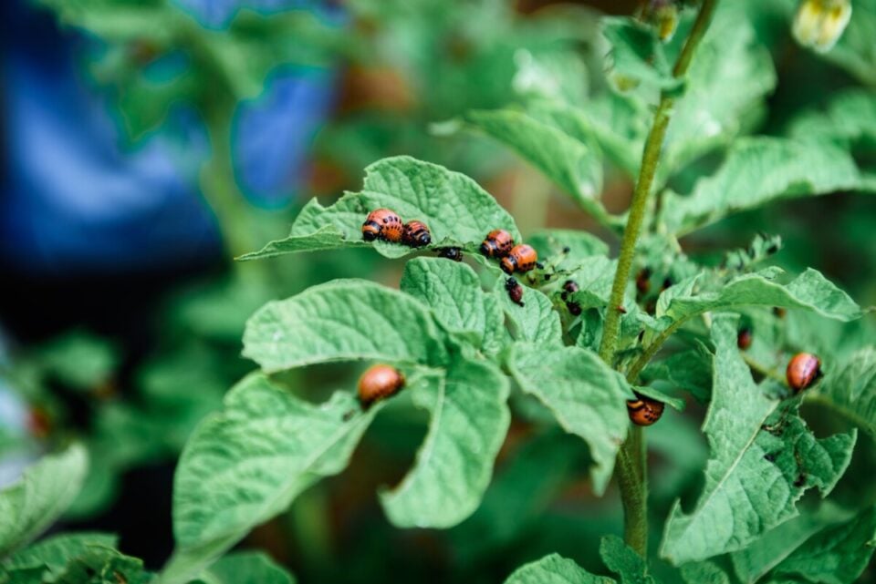 9 Common Potato-Growing Problems & How to Fix Them