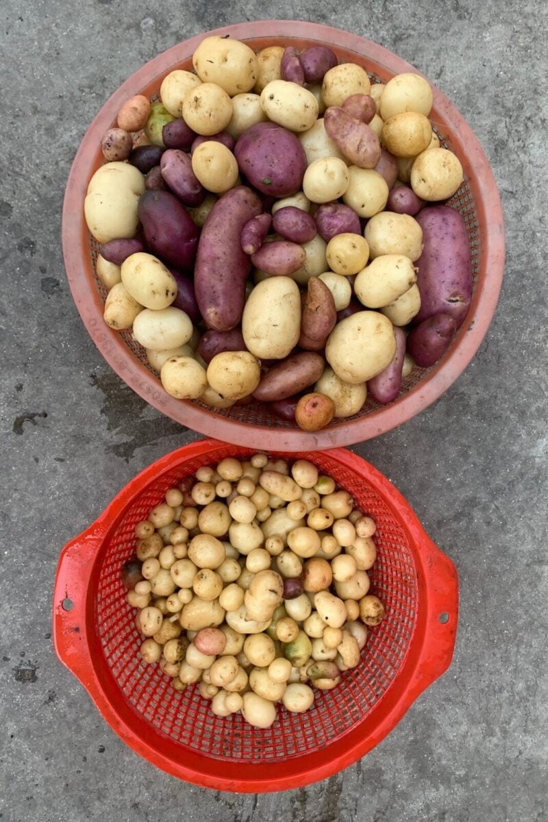 9 Common Potato-Growing Problems & How to Fix Them