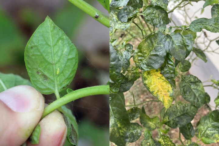 9 Common Potato-Growing Problems & How to Fix Them