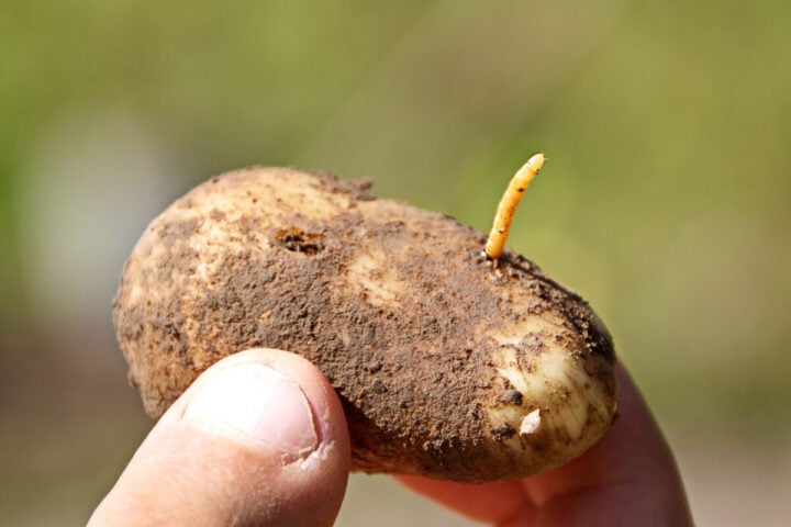 9 Common Potato-Growing Problems & How to Fix Them
