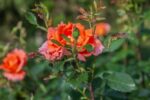 10 Problems That Can Seriously Harm Your Roses & How To Fix Them