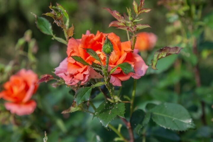 10 Problems That Can Seriously Harm Your Roses & How To Fix Them