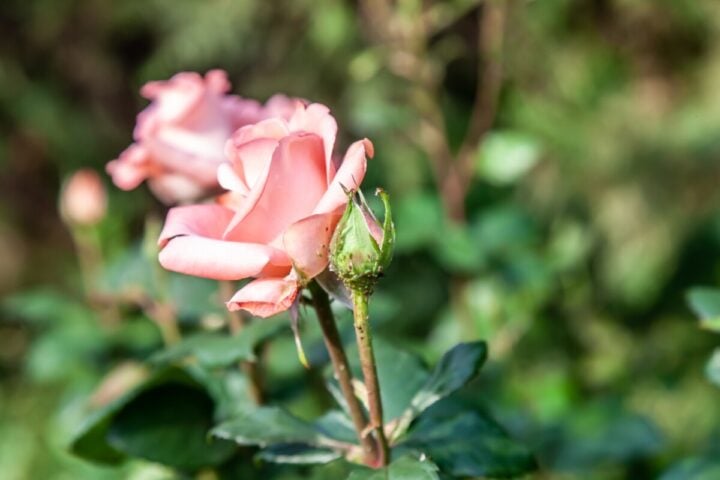 10 Problems That Can Seriously Harm Your Roses & How To Fix Them