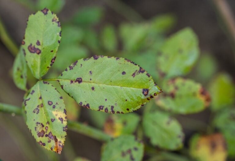 10 Problems That Can Seriously Harm Your Roses & How To Fix Them