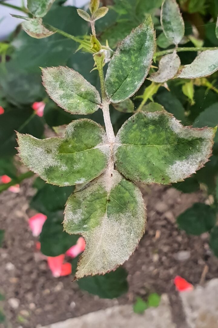 10 Problems That Can Seriously Harm Your Roses & How To Fix Them