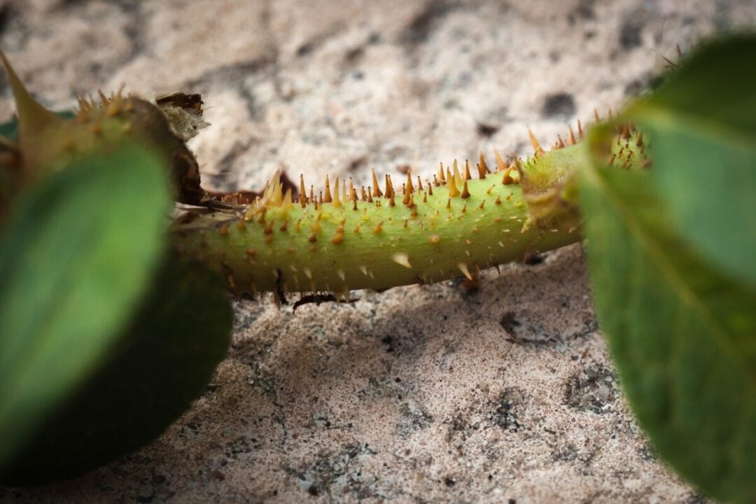 10 Problems That Can Seriously Harm Your Roses & How To Fix Them