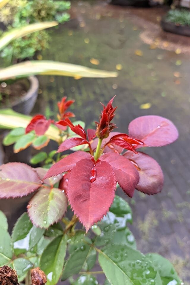 10 Problems That Can Seriously Harm Your Roses & How To Fix Them