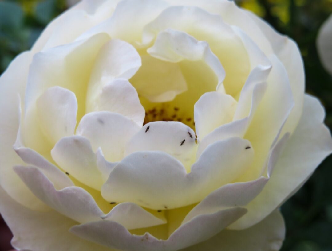 10 Problems That Can Seriously Harm Your Roses & How To Fix Them