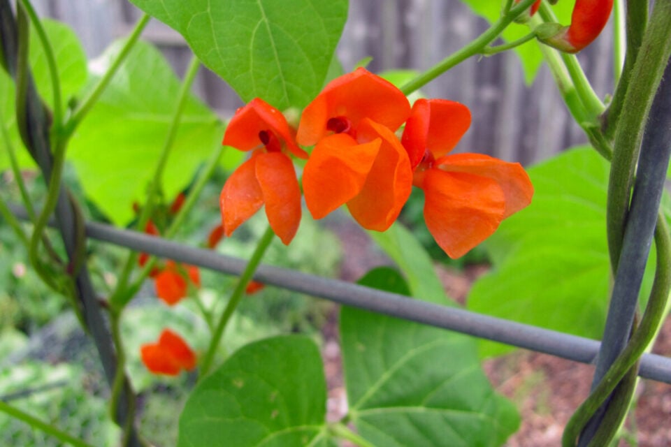 How to Build an Arched Trellis with Cattle Panels