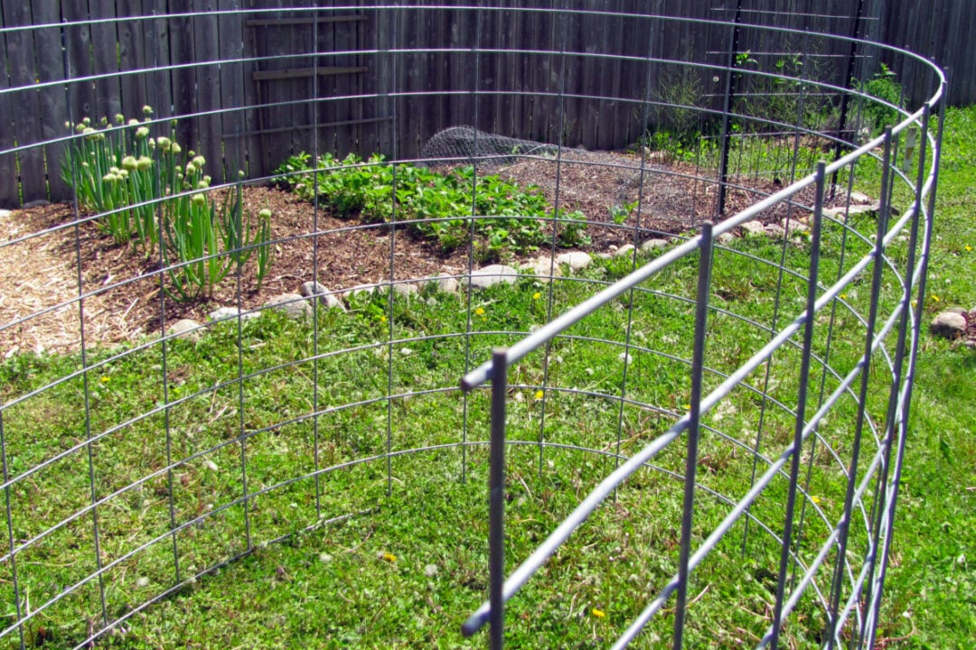 How to Build an Arched Trellis with Cattle Panels