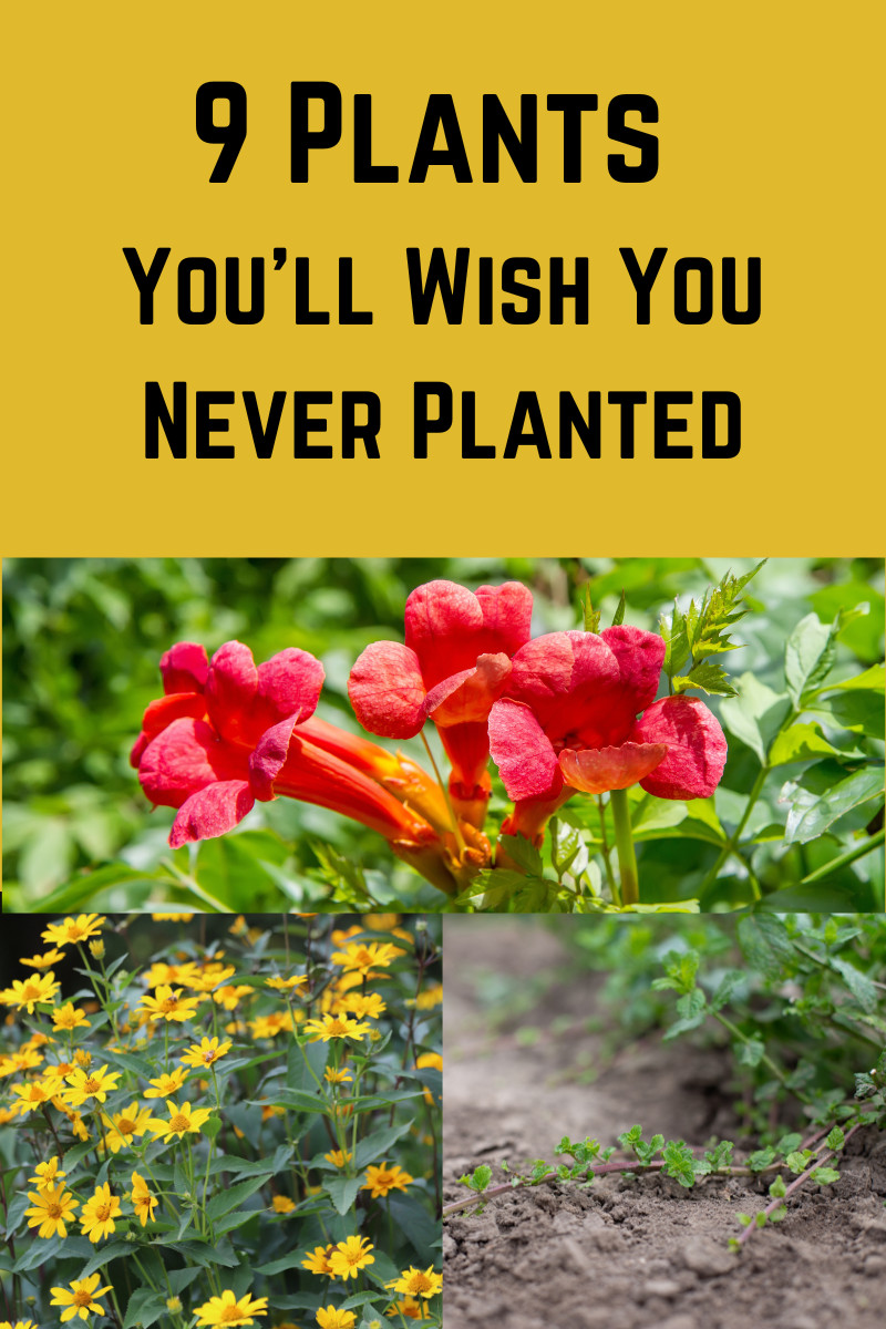 9 Plants You’ll Wish You Never Planted