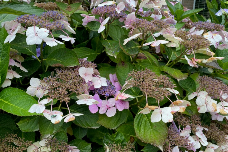 Hydrangeas Done Blooming? 4 Things To Do Now