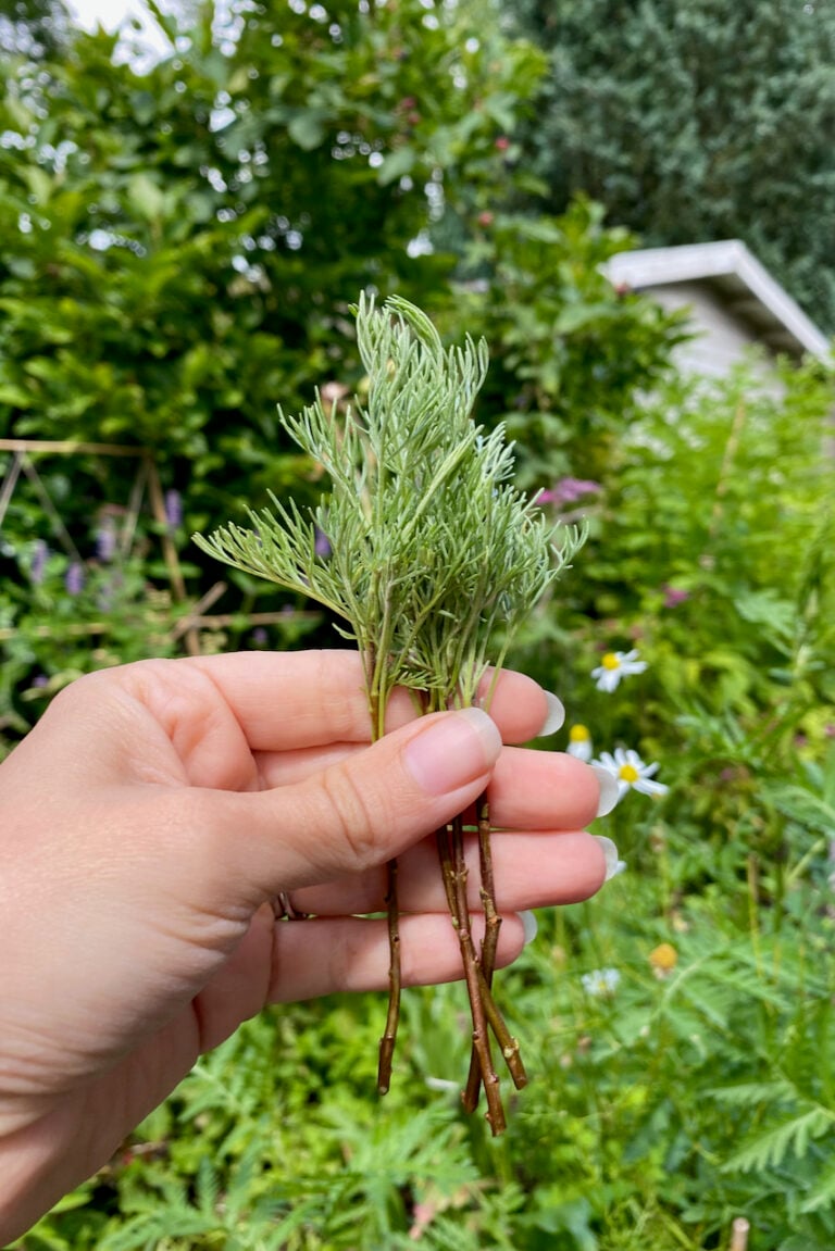 Cola Plant: 7 Things You Need To Know About Growing The Herb That ...