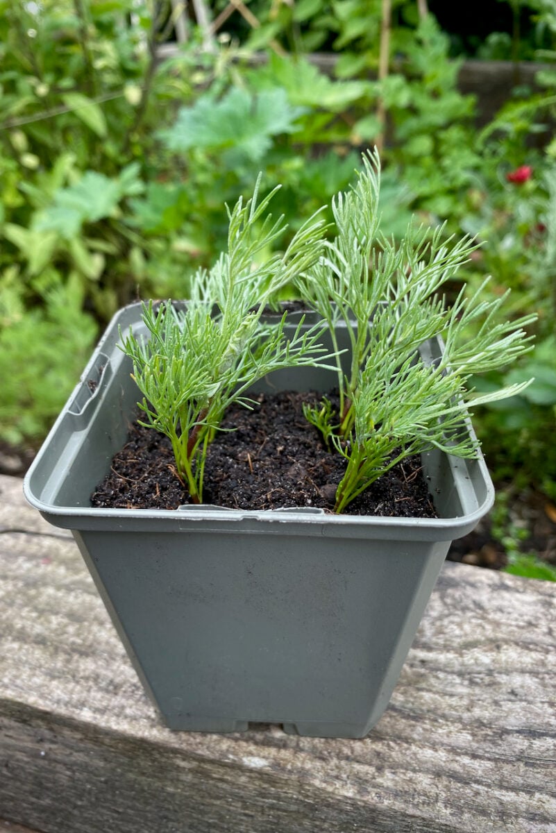 Cola Plant: 7 Things You Need To Know About Growing The Herb That ...