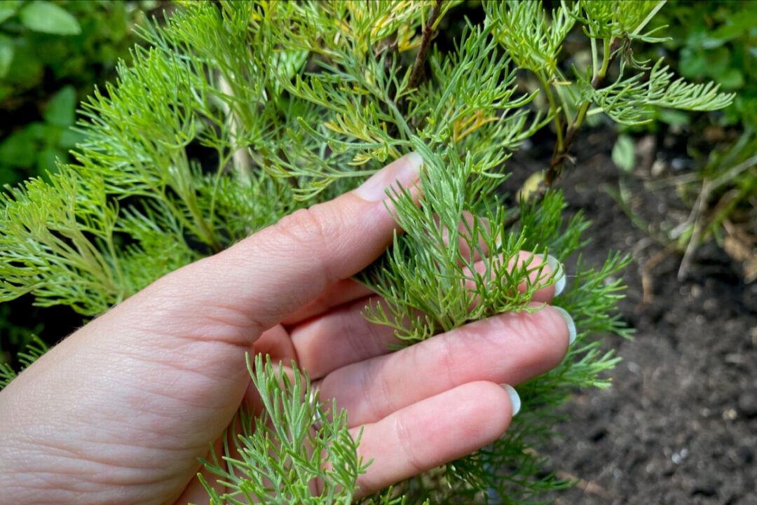 Cola Plant: 7 Things You Need To Know About Growing The Herb That ...