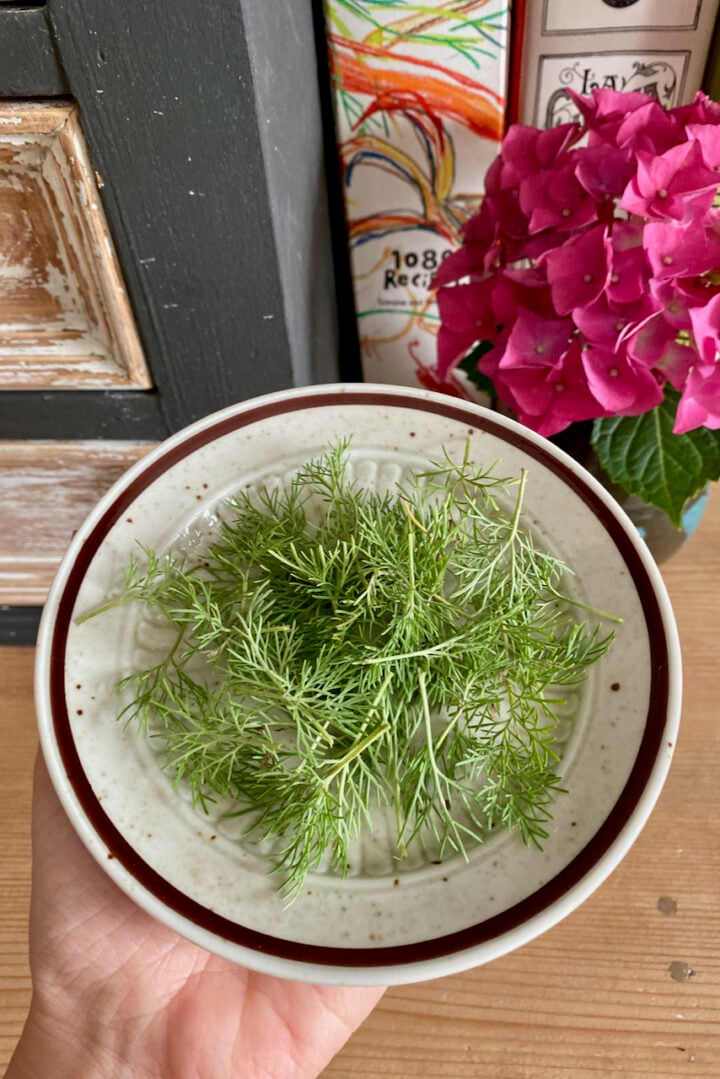 Cola Plant: 7 Things You Need To Know About Growing The Herb That ...