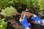 Cola Plant: 7 Things You Need To Know About Growing The Herb That ...