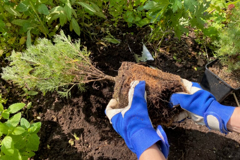 Cola Plant: 7 Things You Need To Know About Growing The Herb That ...