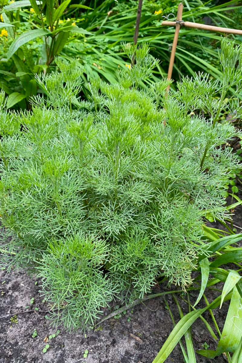 Cola Plant: 7 Things You Need To Know About Growing The Herb That ...